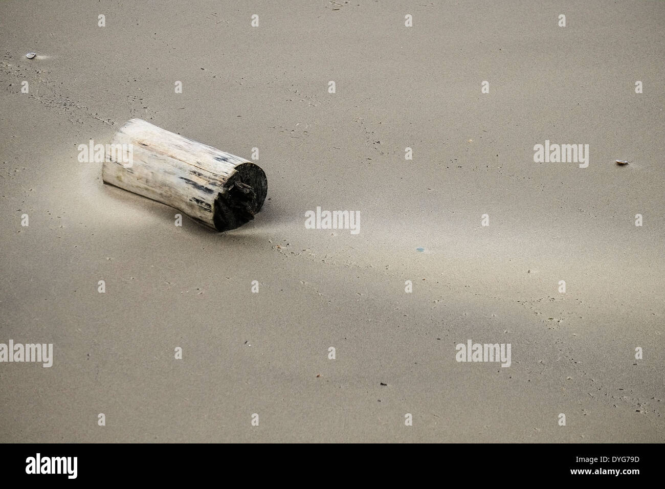 A wooden log washed up onto the Thames foreshore in London Stock Photo ...