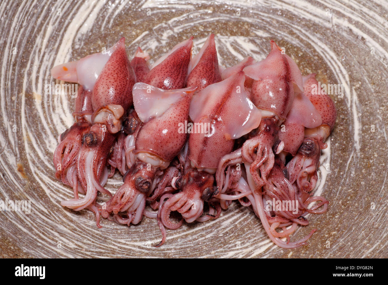 Firefly Squid Anatomy