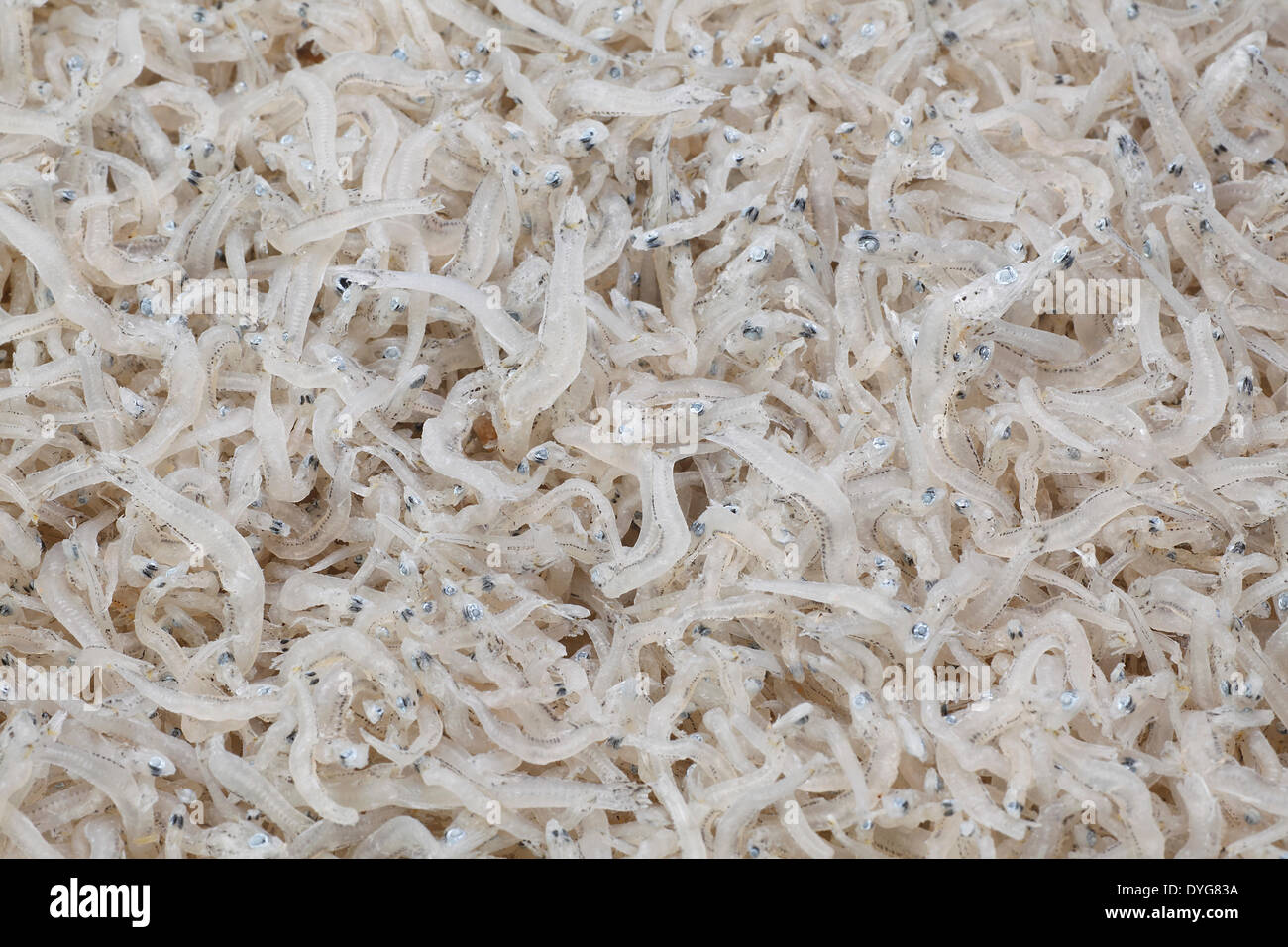Dried whitebait hi-res stock photography and images - Alamy