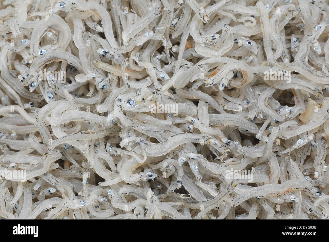 Dried whitebait hi-res stock photography and images - Alamy