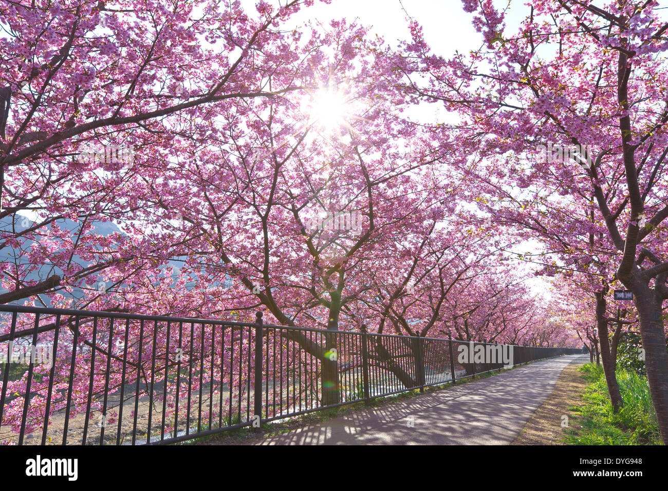 Cherry blossoms tunnel hi-res stock photography and images - Alamy
