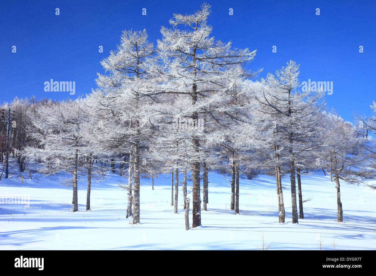 Rimed snow hi-res stock photography and images - Alamy