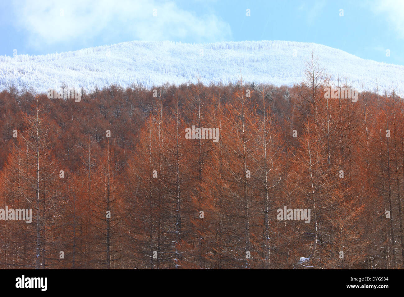Takamine hi-res stock photography and images - Alamy