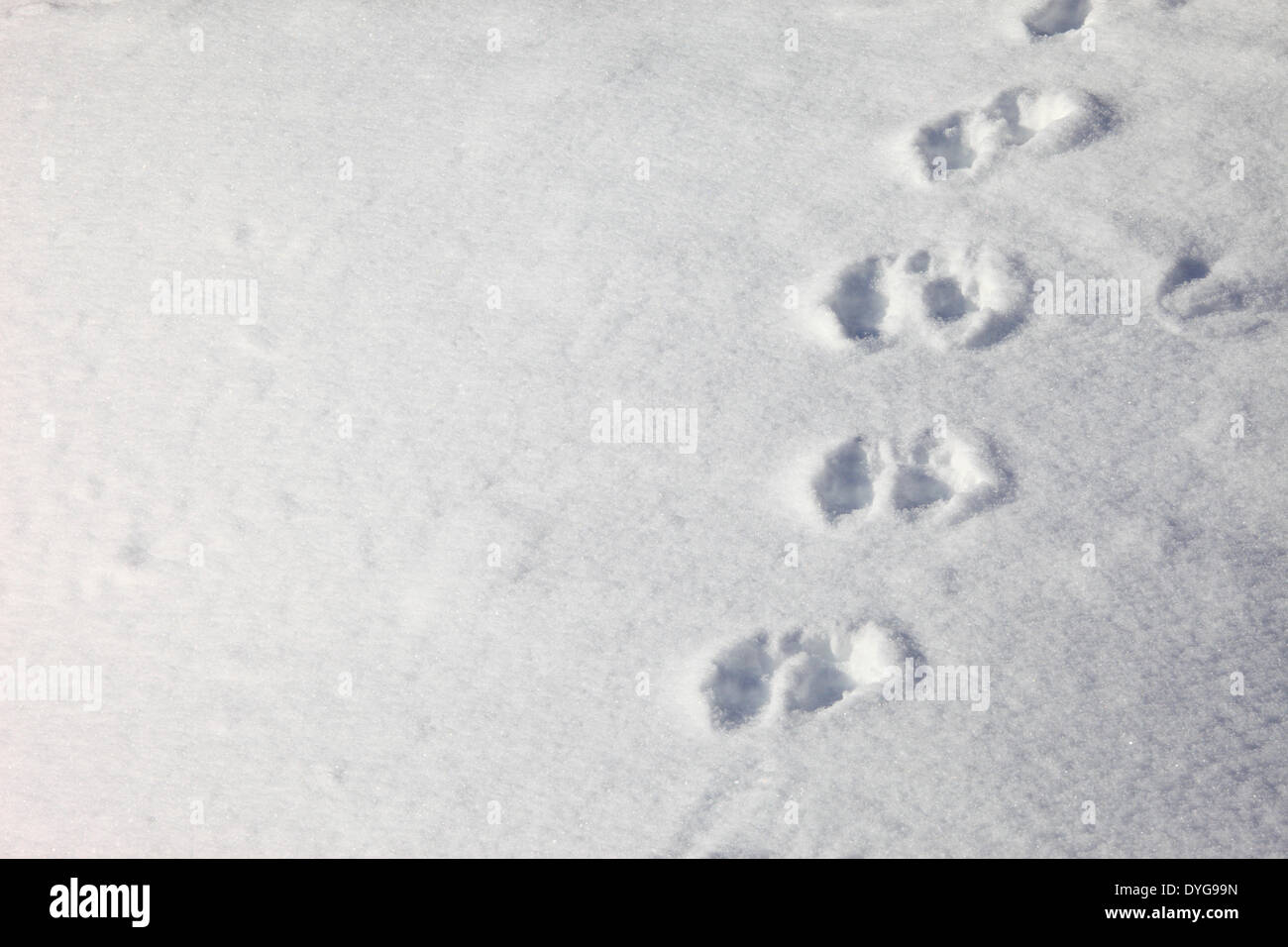 Animal trails on snow Stock Photo - Alamy