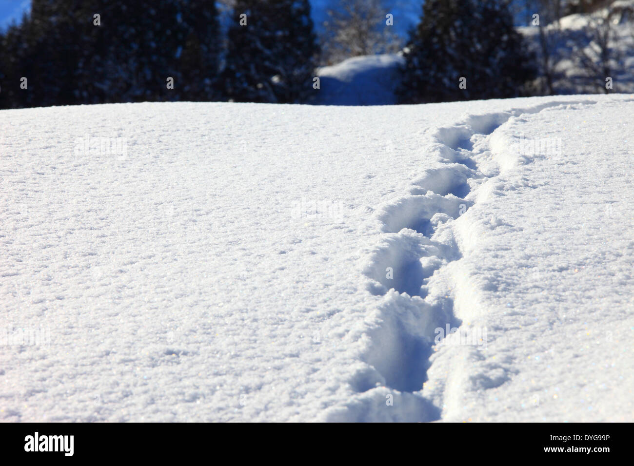 Animal trails on snow Stock Photo - Alamy