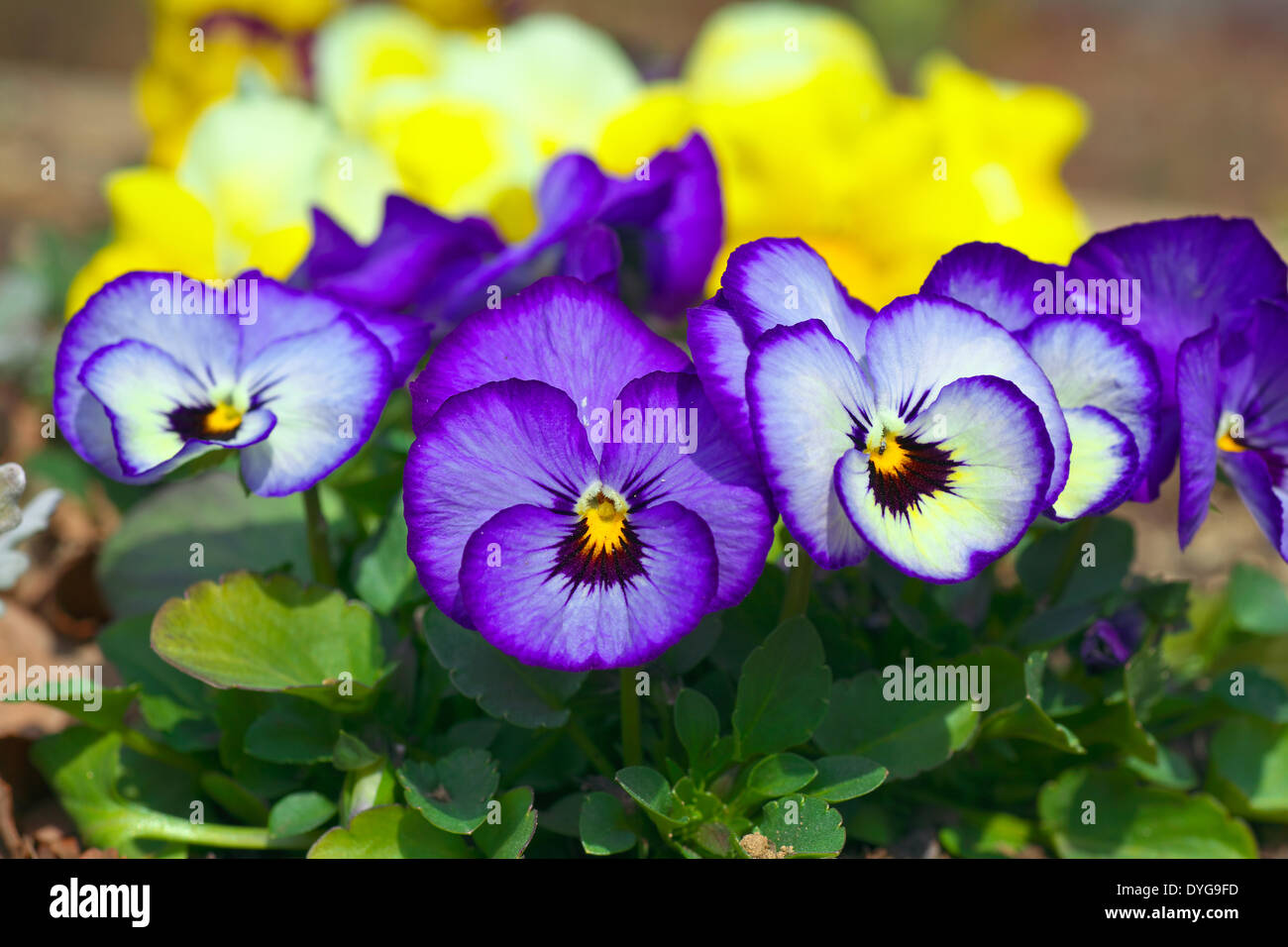 Viola flowers hi-res stock photography and images - Alamy