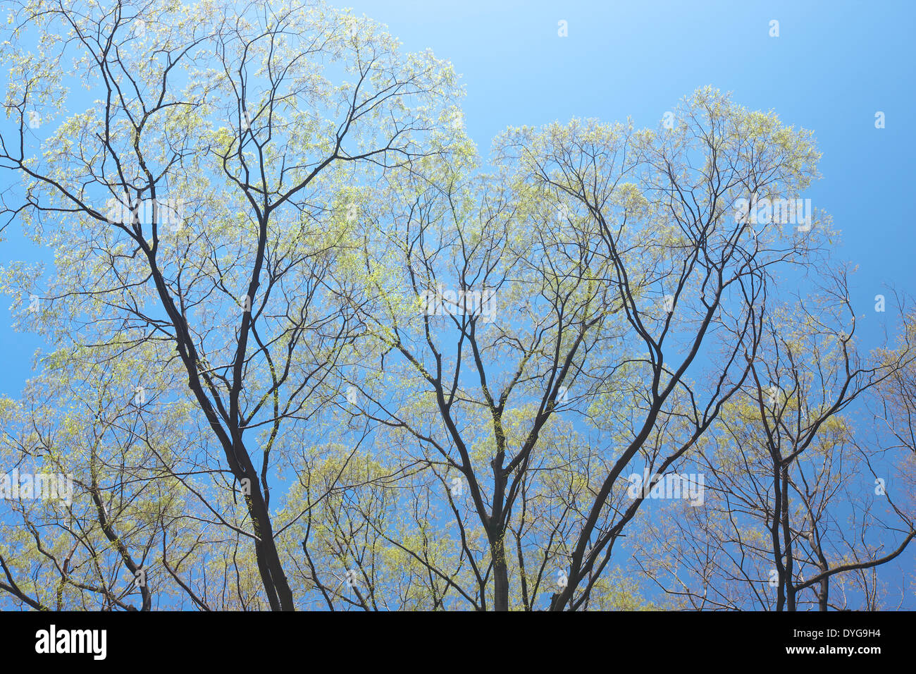 Trees and sky Stock Photo - Alamy
