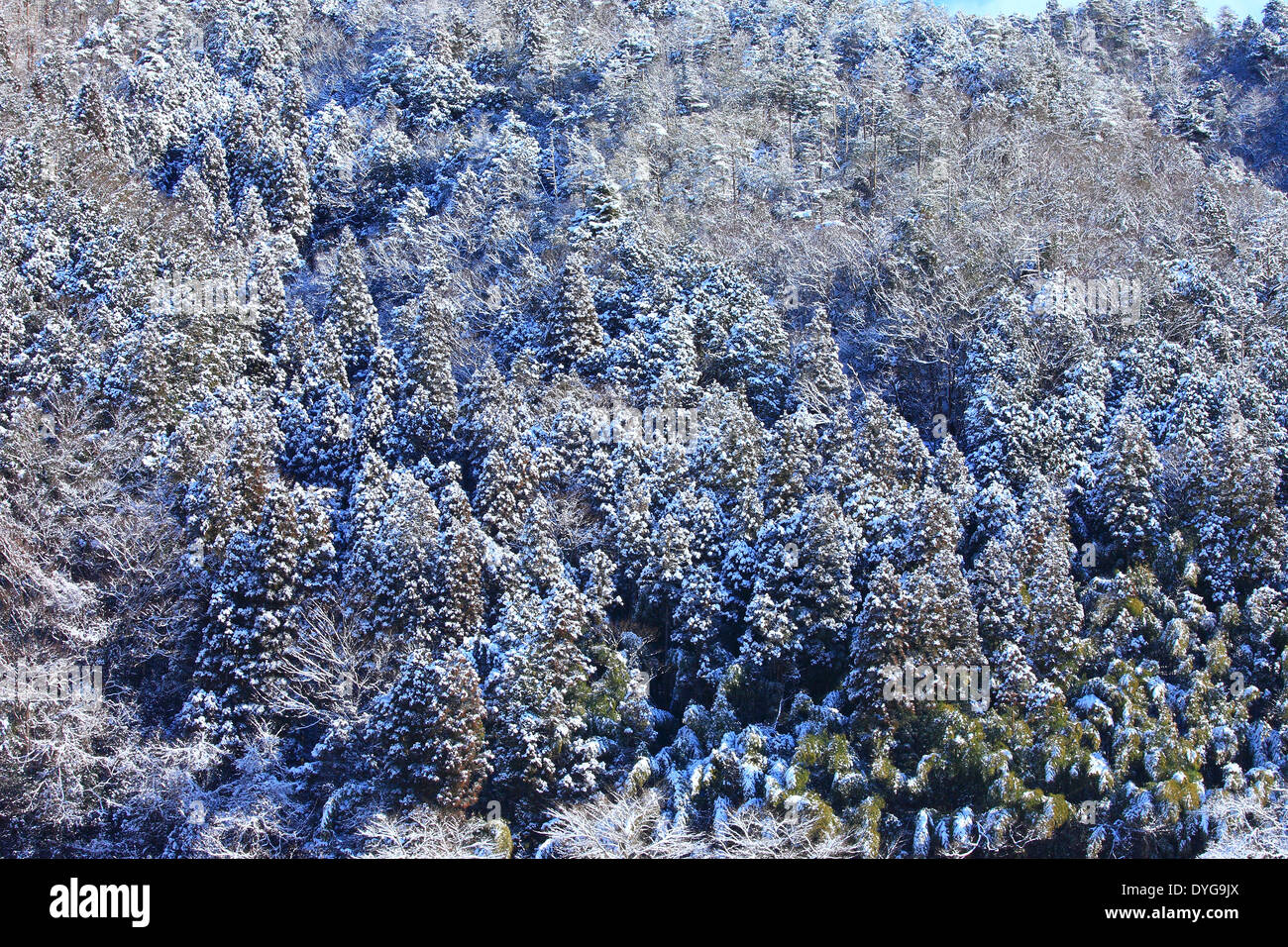 Forest of japan hi-res stock photography and images - Alamy