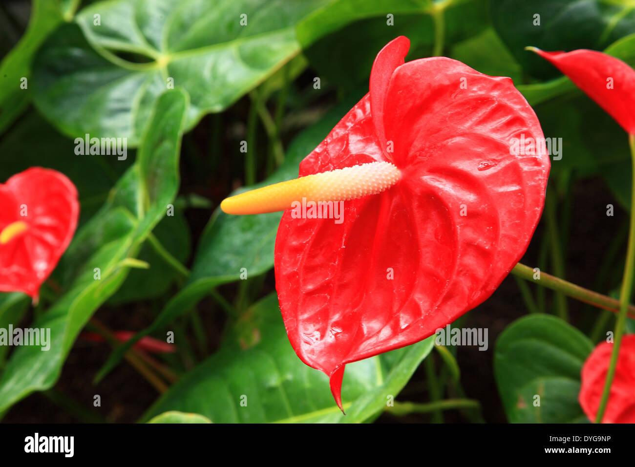 Lily andraeanum hi-res stock photography and images - Alamy