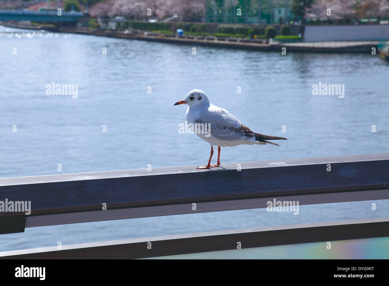 Birds on handrail Stock Photo - Alamy
