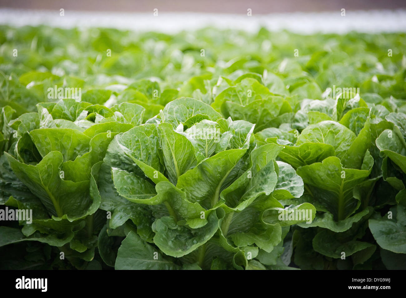 Romaine lettuce field hi-res stock photography and images - Alamy