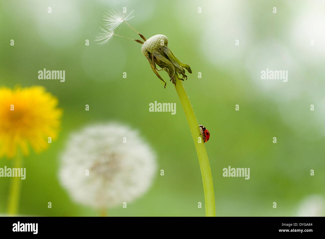 Ladybird coccinellidae on dandelion hi-res stock photography and images ...