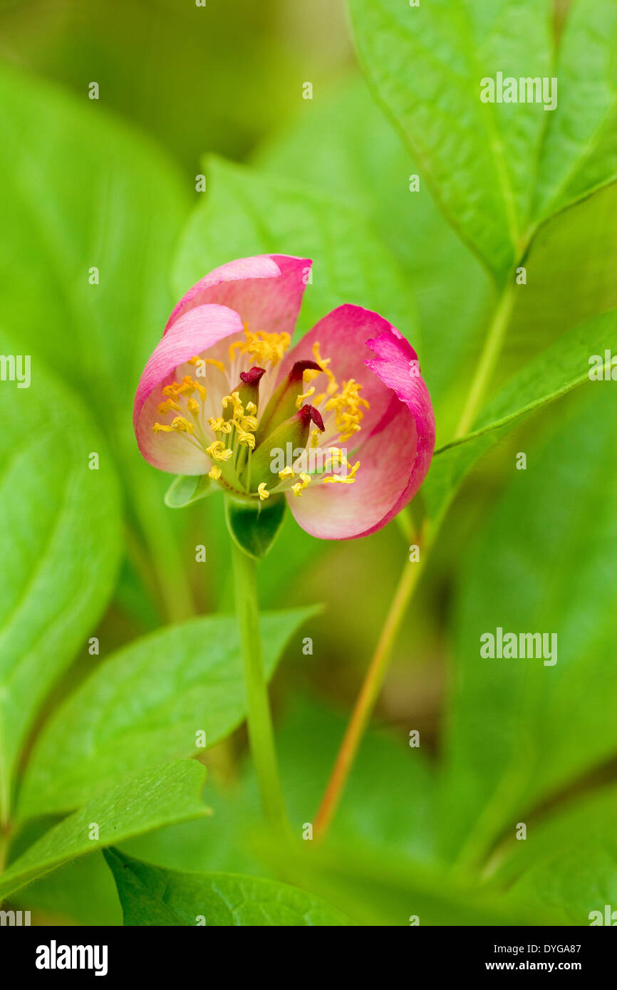Peony species hi-res stock photography and images - Alamy