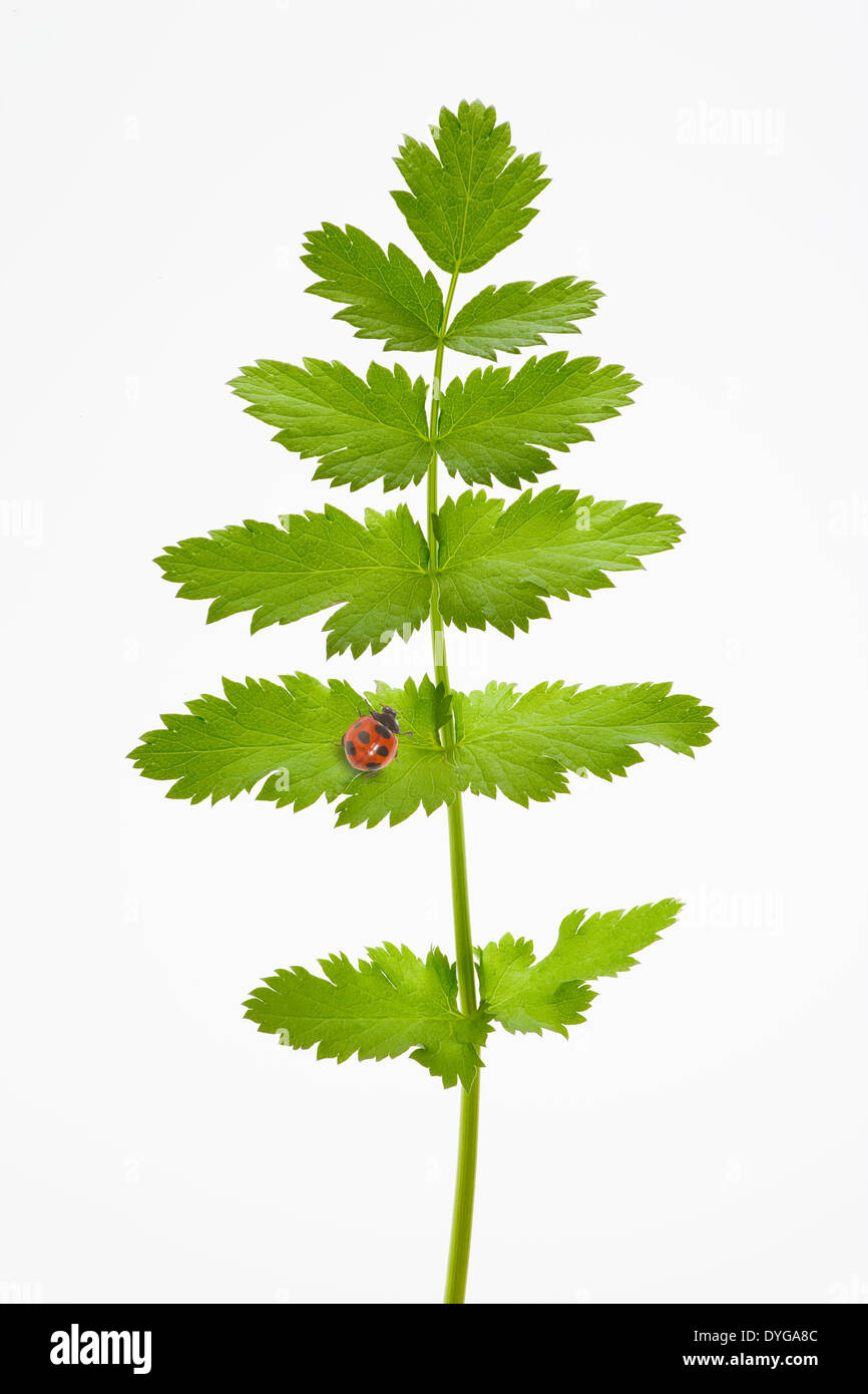Lady yarrow hi-res stock photography and images - Alamy