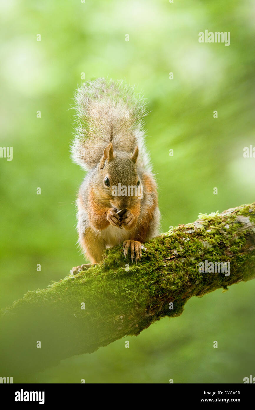 Japanese squirrel hi-res stock photography and images - Alamy