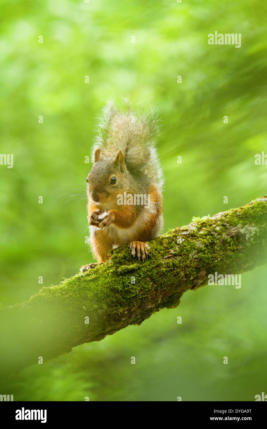 Japanese squirrel hi-res stock photography and images - Alamy