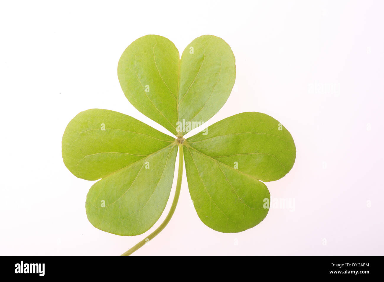 Trefoil clover hi-res stock photography and images - Alamy