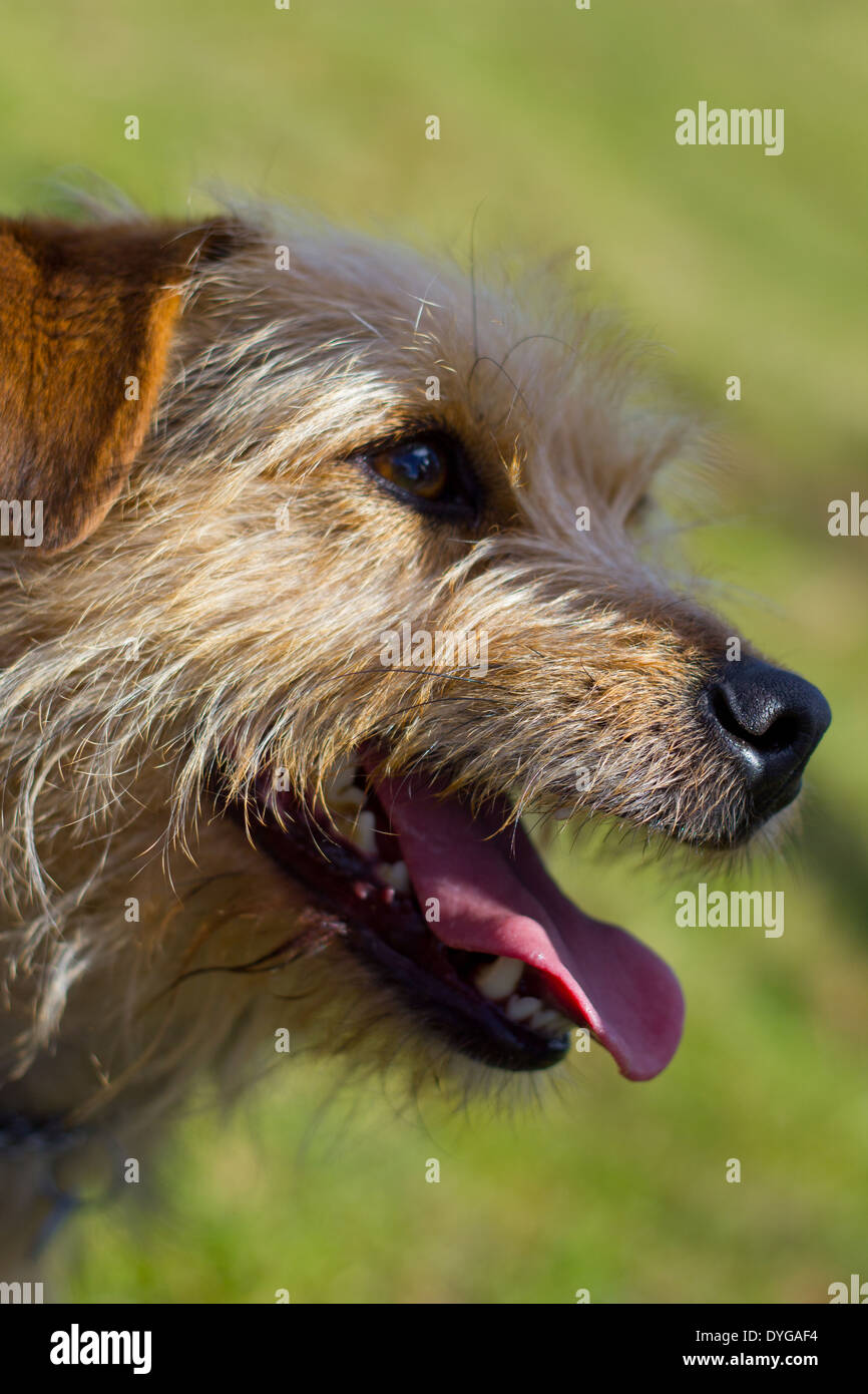Terrier cross hi-res stock photography and images - Alamy