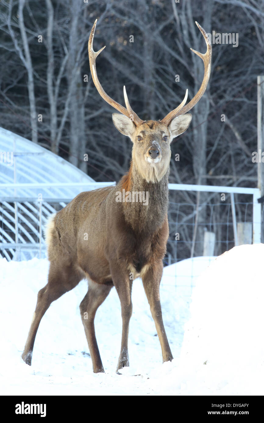 Hokkaido Sika Deer Stock Photo - Alamy