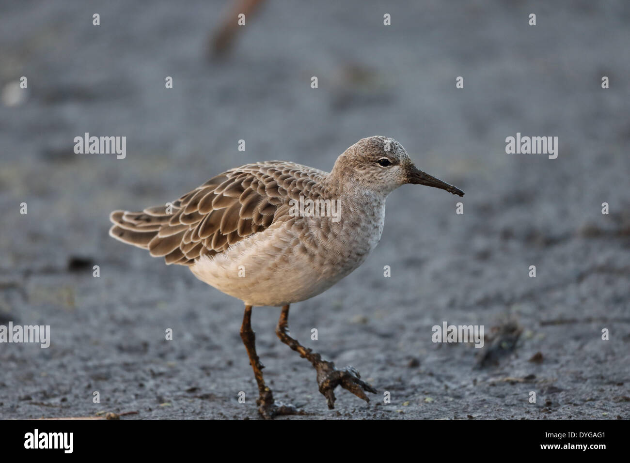 Ruff bird close up hi-res stock photography and images - Alamy
