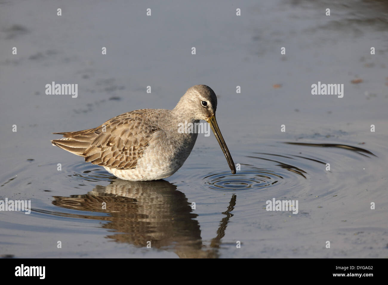 Long billed snipe hi-res stock photography and images - Alamy