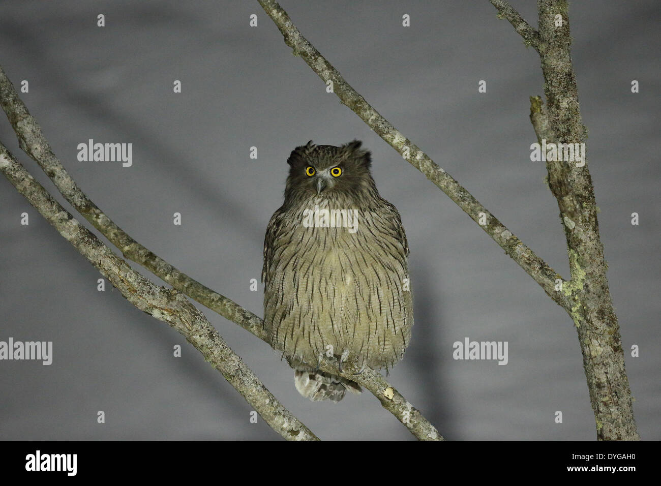 Blakiston Fish Owl Stock Photo - Alamy