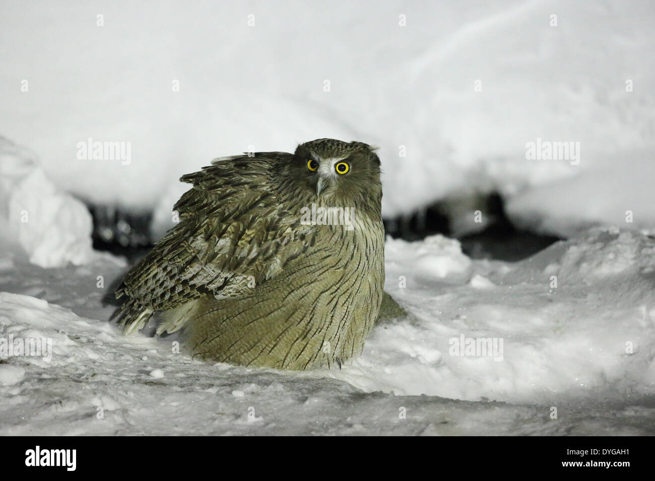 Blakiston hi-res stock photography and images - Alamy