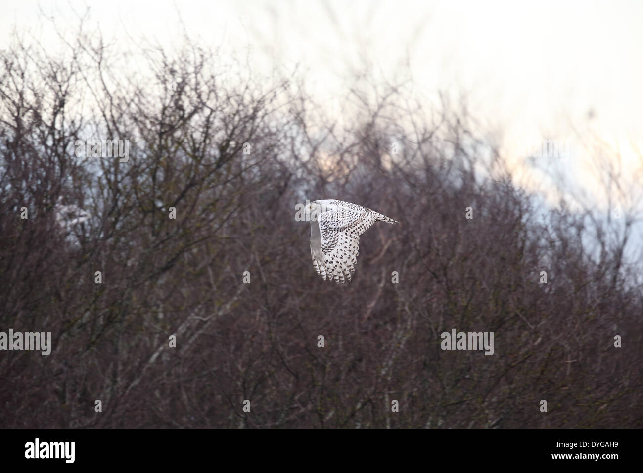 Side view of owl hi-res stock photography and images - Alamy