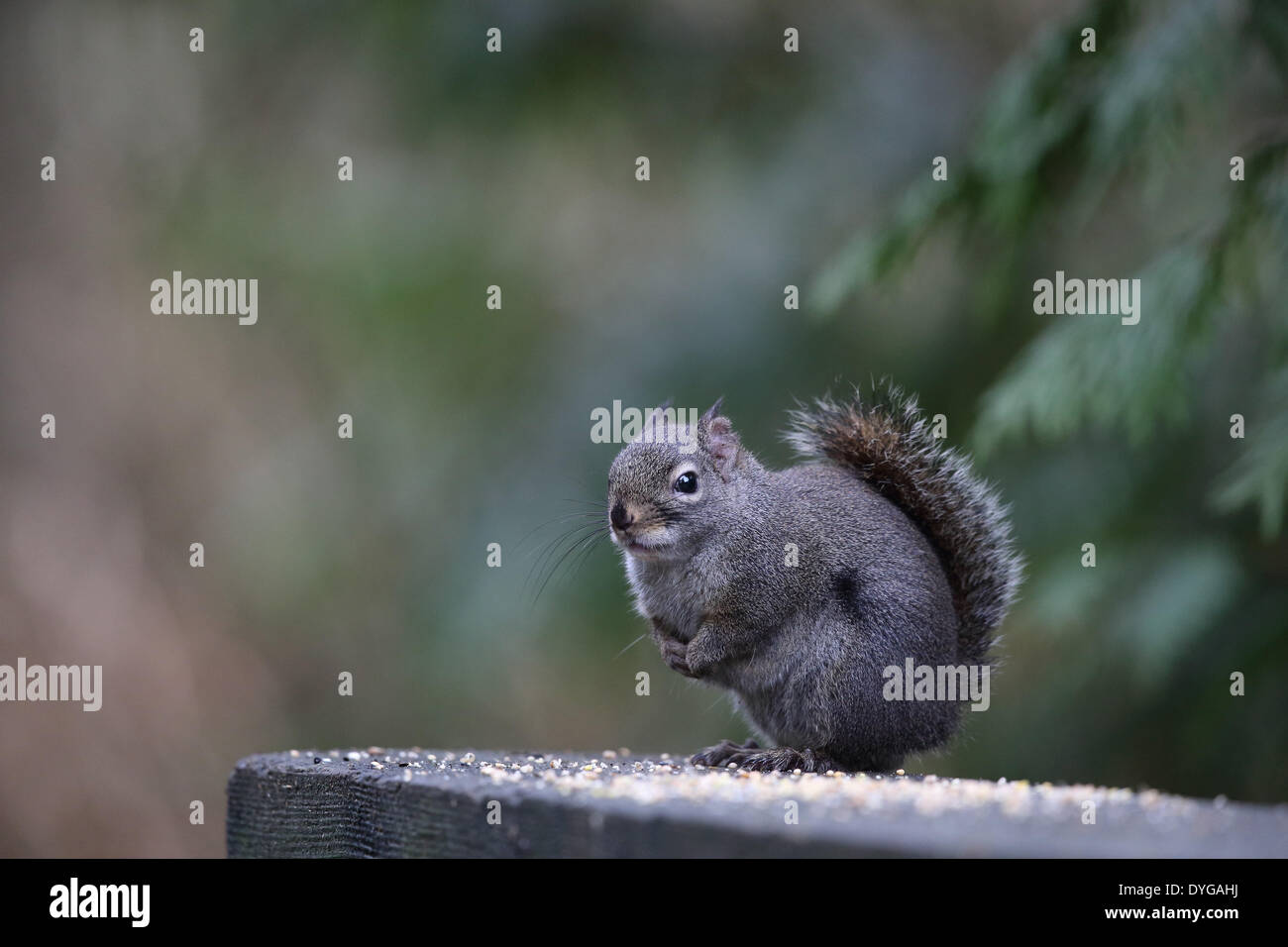 Whole squirrel hi-res stock photography and images - Alamy