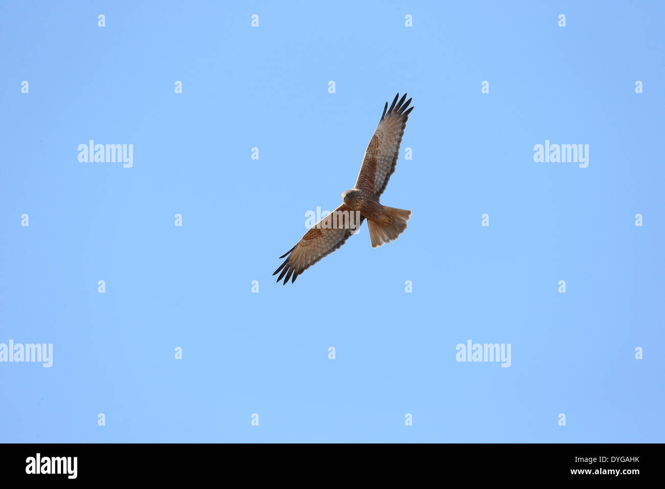 Eastern Marsh Harrier Stock Photo - Alamy