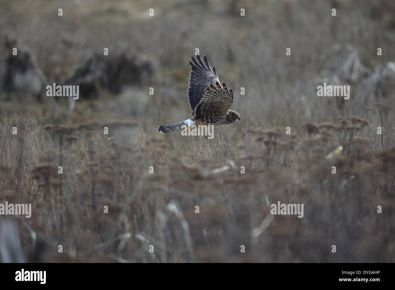 Eastern Marsh Harrier Stock Photo - Alamy