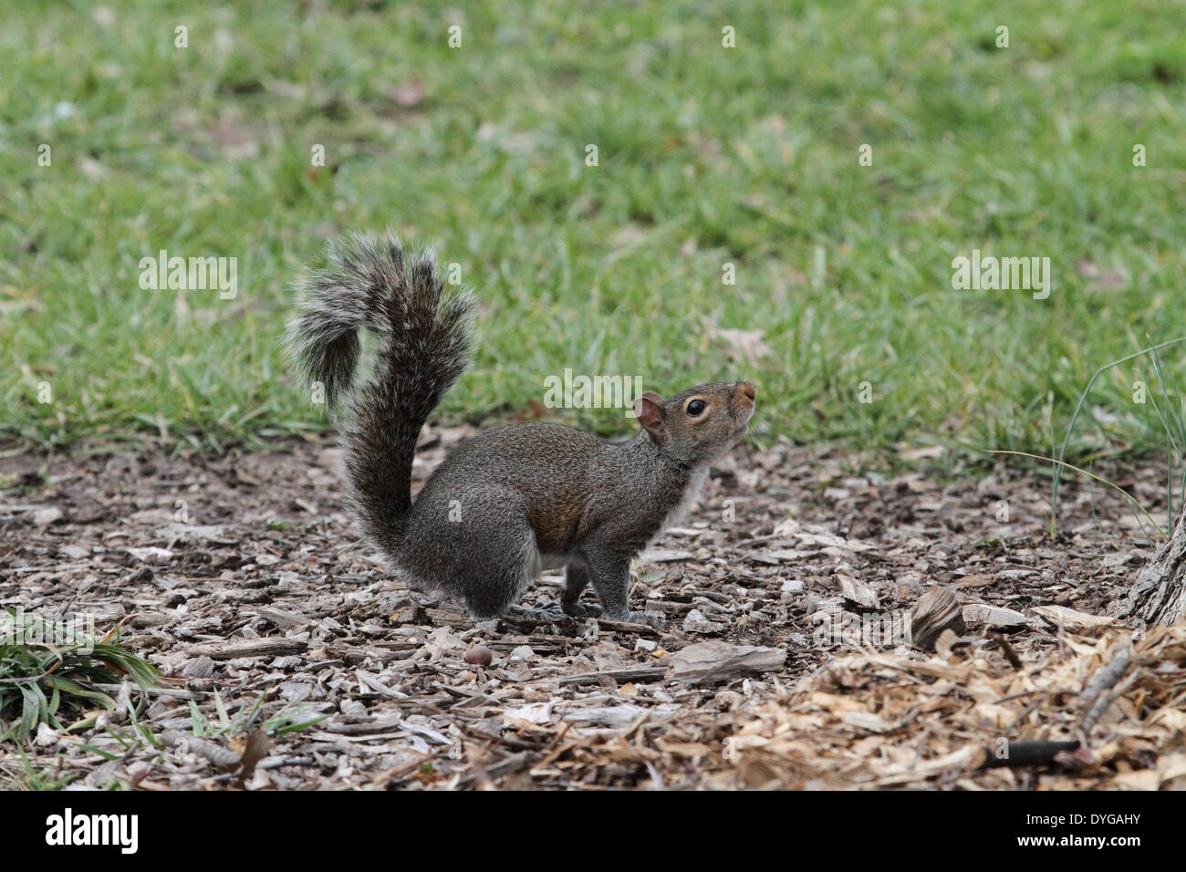 Georgia eastern gray squirrel hi-res stock photography and images - Alamy