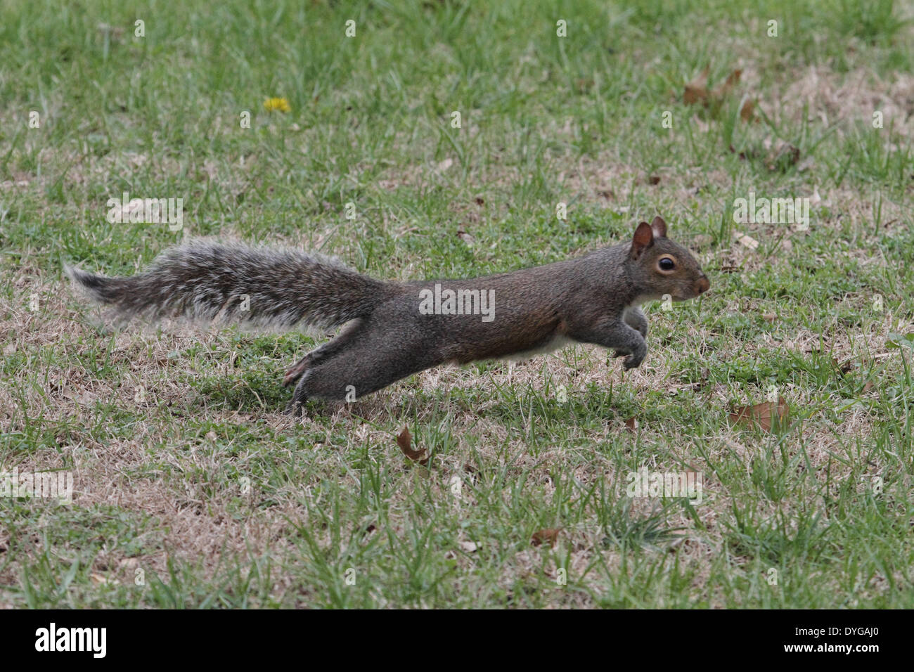 Georgia eastern gray squirrel hi-res stock photography and images - Alamy