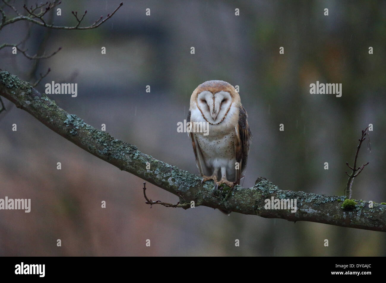 Staying owl hi-res stock photography and images - Alamy