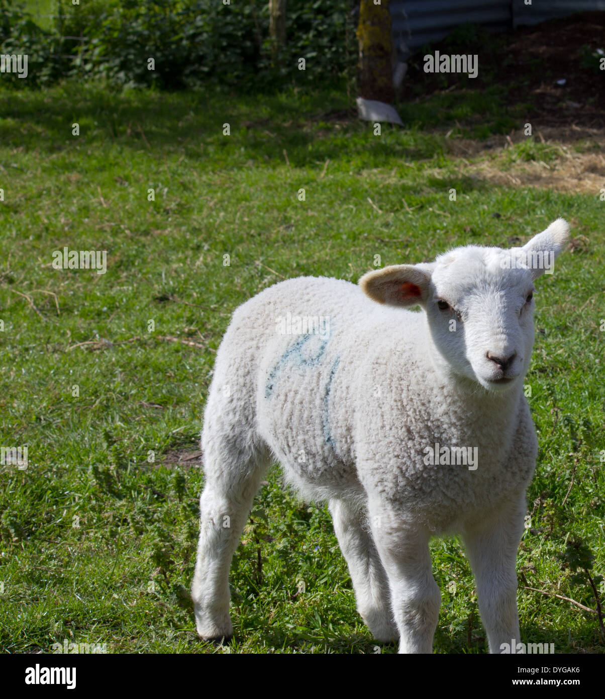 Cute baby lamb standing alone hi-res stock photography and images - Alamy