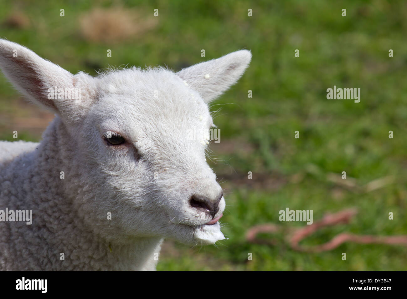 Newborn milk chin hi-res stock photography and images - Alamy