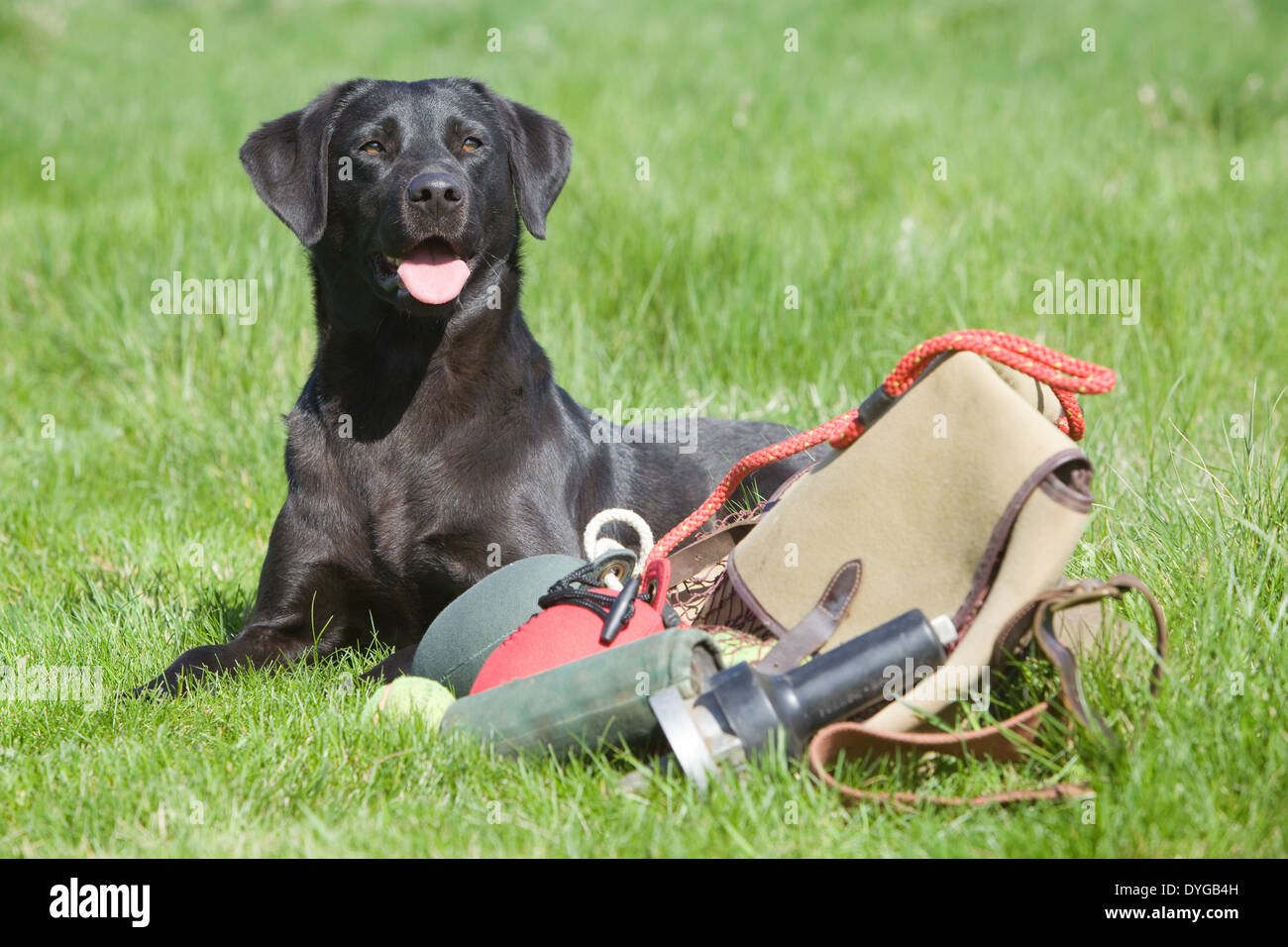 A black Labrador Retriever working dog photographed with a selection of ...