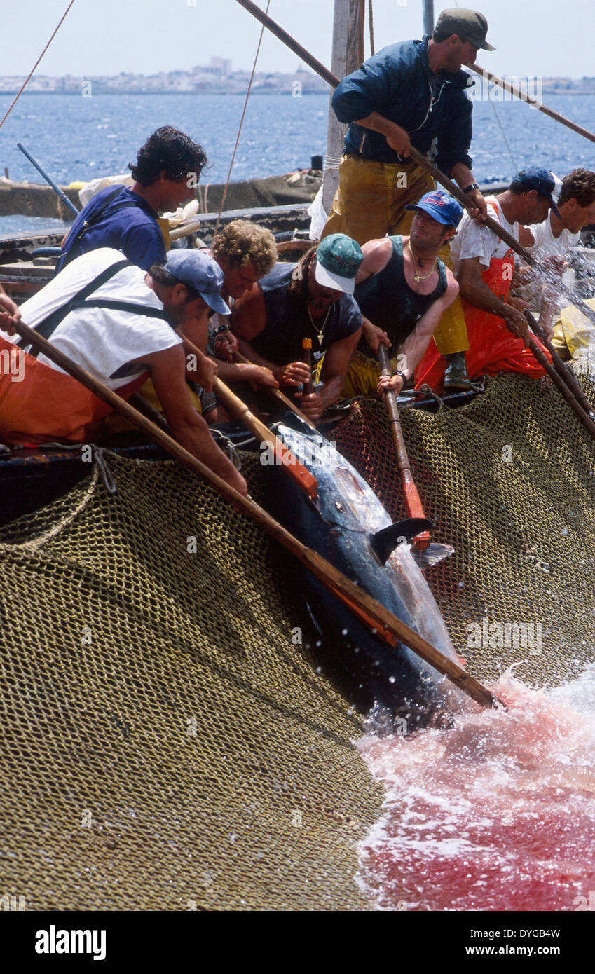 ITALY, Sicily, Aegadian Island Favignana, Tonnara May 2000, cooperative ...