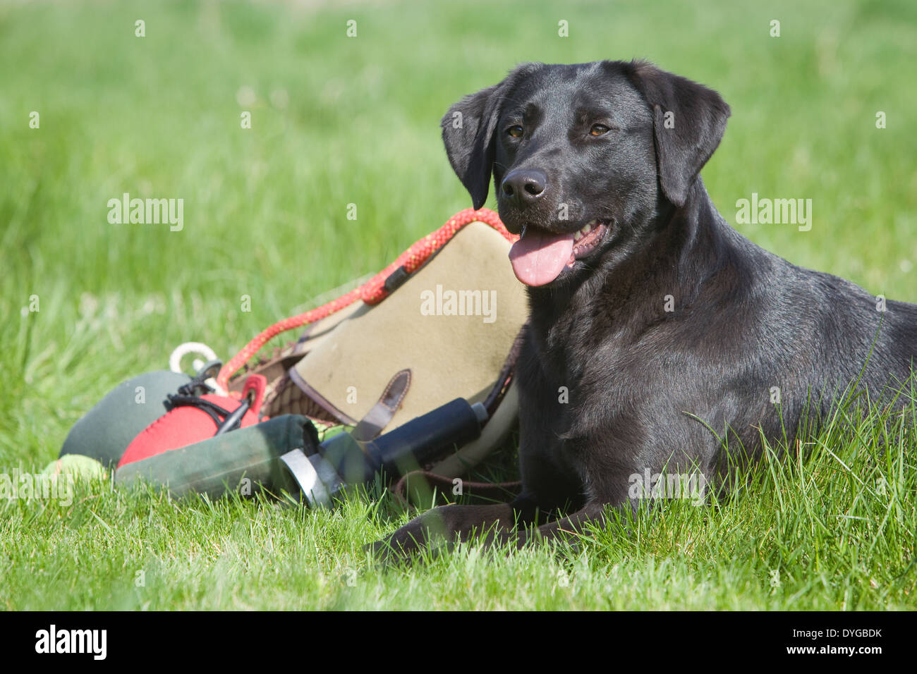 A black Labrador Retriever working dog photographed with a selection of ...