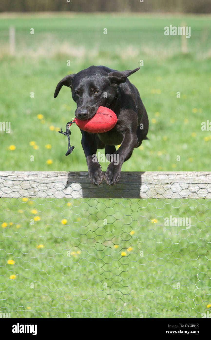 Black labrador dog jumping fence hi-res stock photography and images ...