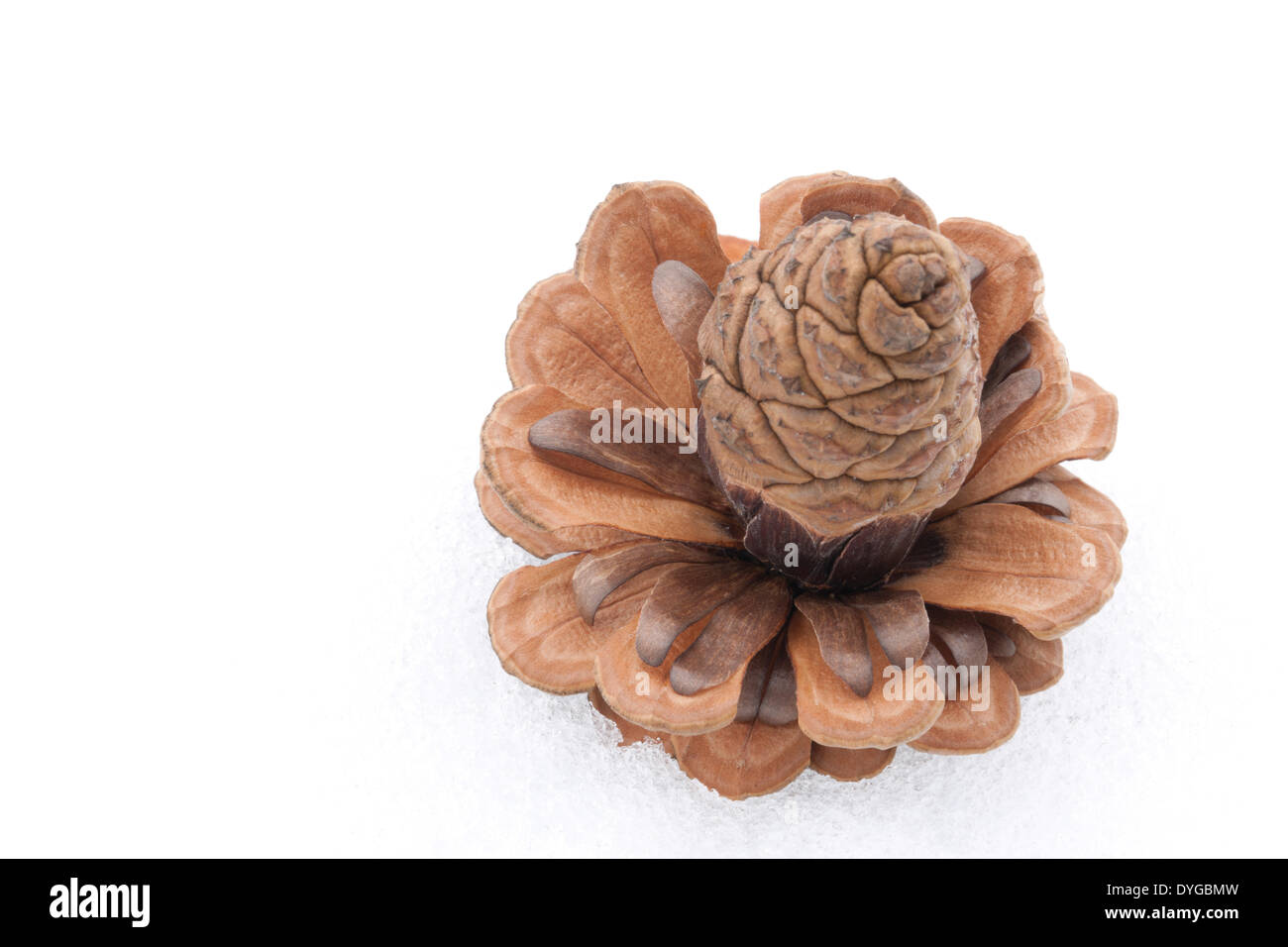 Cone fruit Cut Out Stock Images & Pictures - Alamy
