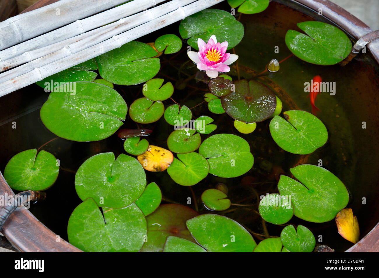 Water bowl with goldfish and lotus leaves Stock Photo - Alamy