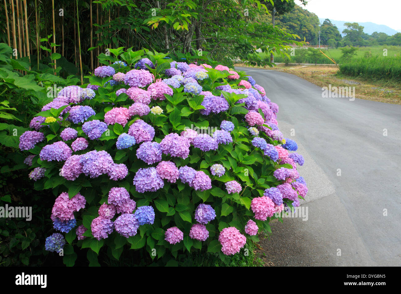 Hydrangea Japan Forest High Resolution Stock Photography and Images - Alamy