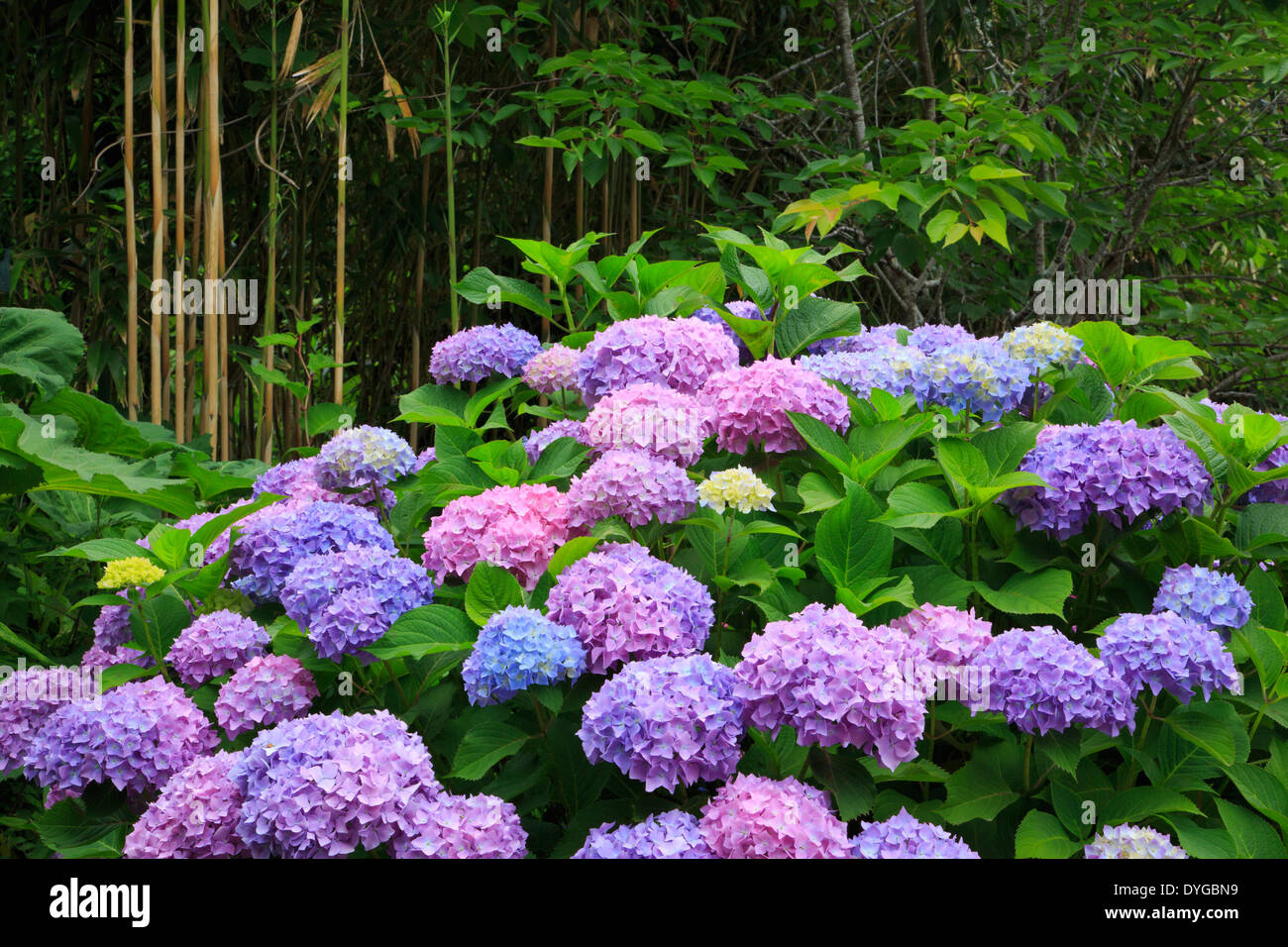 Hydrangea japan forest hi-res stock photography and images - Alamy