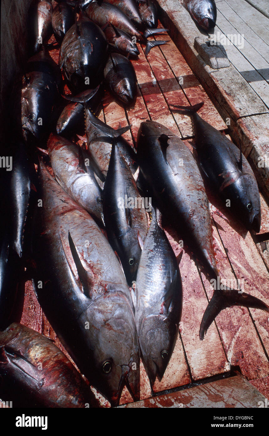 ITALY, Sicily, island Favignana, Tonnara May 2000, cooperative La ...