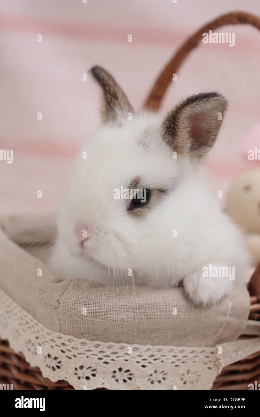 Mini creature hi-res stock photography and images - Alamy