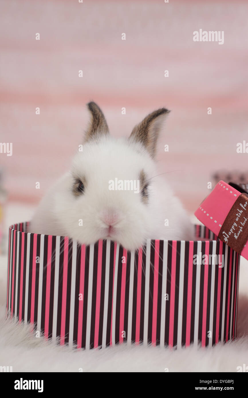 Cute rabbit hiding gift box hi-res stock photography and images - Alamy