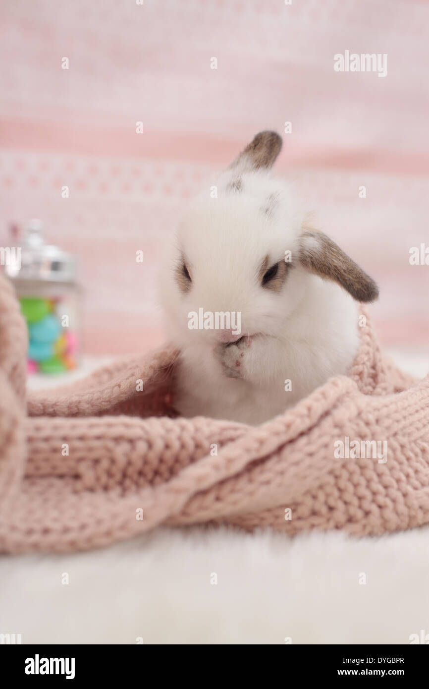 Mini biting hi-res stock photography and images - Alamy