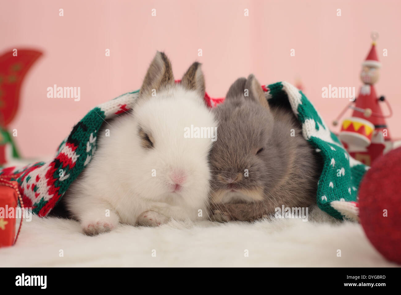 Two rabbits sleeping hi-res stock photography and images - Alamy