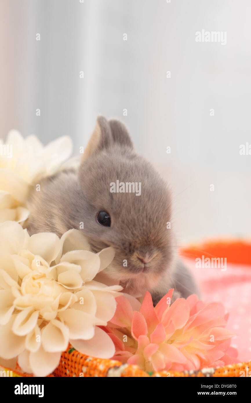 Mini creature hi-res stock photography and images - Alamy